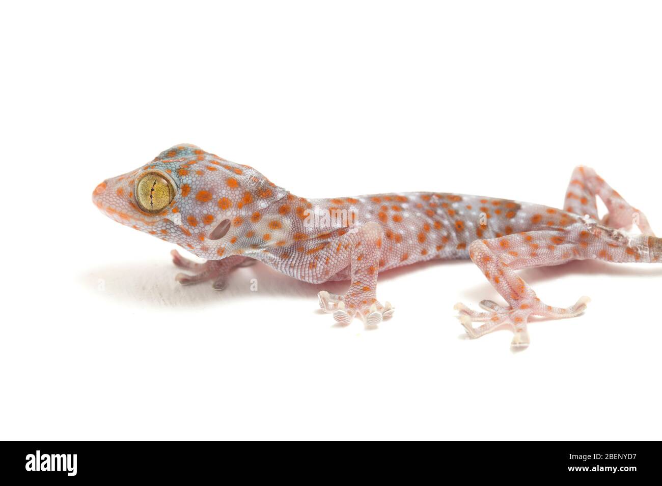 Tokay Gecko (Gekko gecko) isolated on white background Stock Photo - Alamy