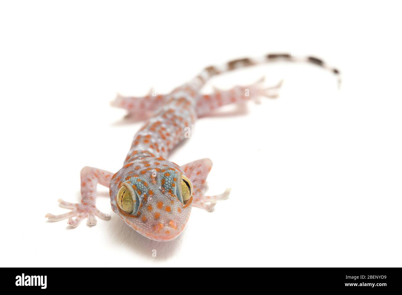 Tokay Gecko (Gekko gecko) isolated on white background Stock Photo - Alamy