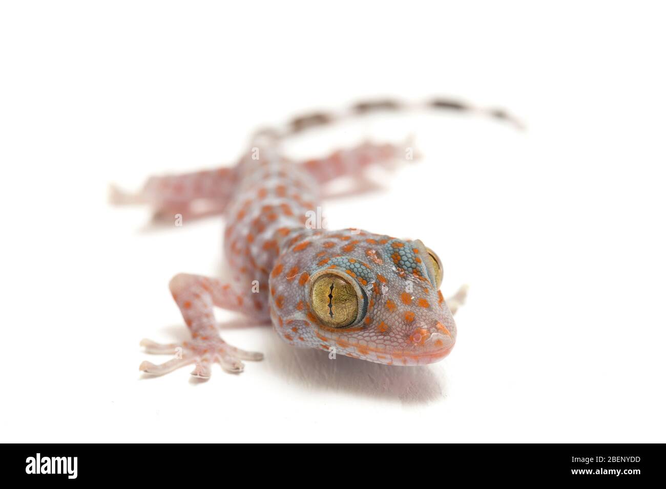 Tokay Gecko (Gekko gecko) isolated on white background Stock Photo - Alamy