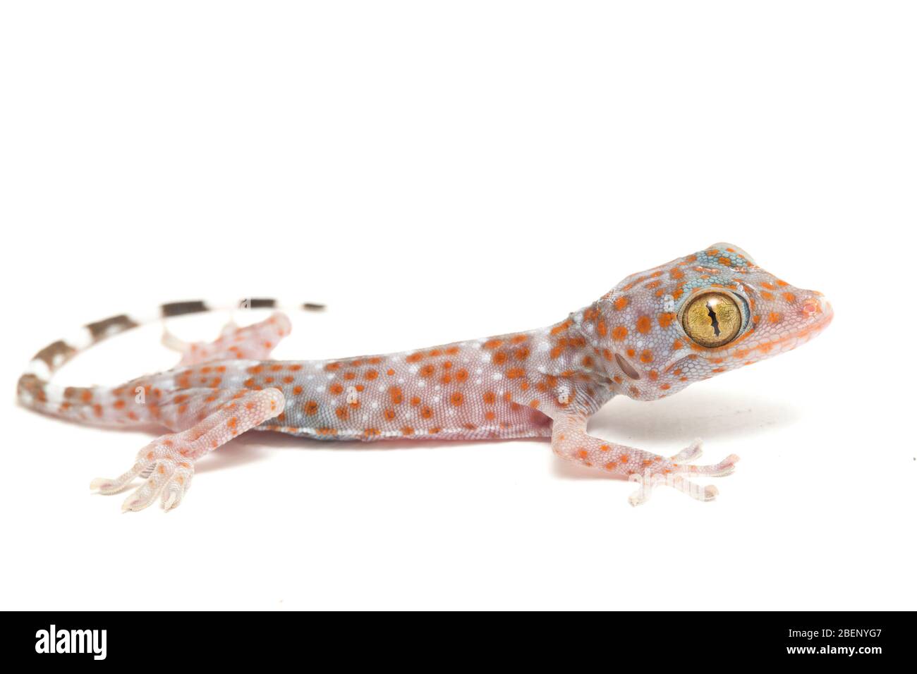 Tokay Gecko (Gekko gecko) isolated on white background Stock Photo - Alamy