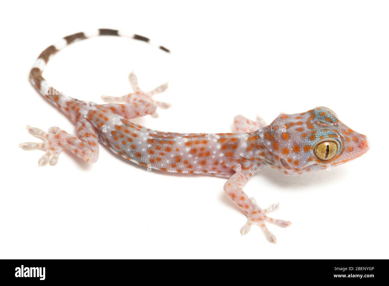 Tokay Gecko (Gekko gecko) isolated on white background Stock Photo - Alamy