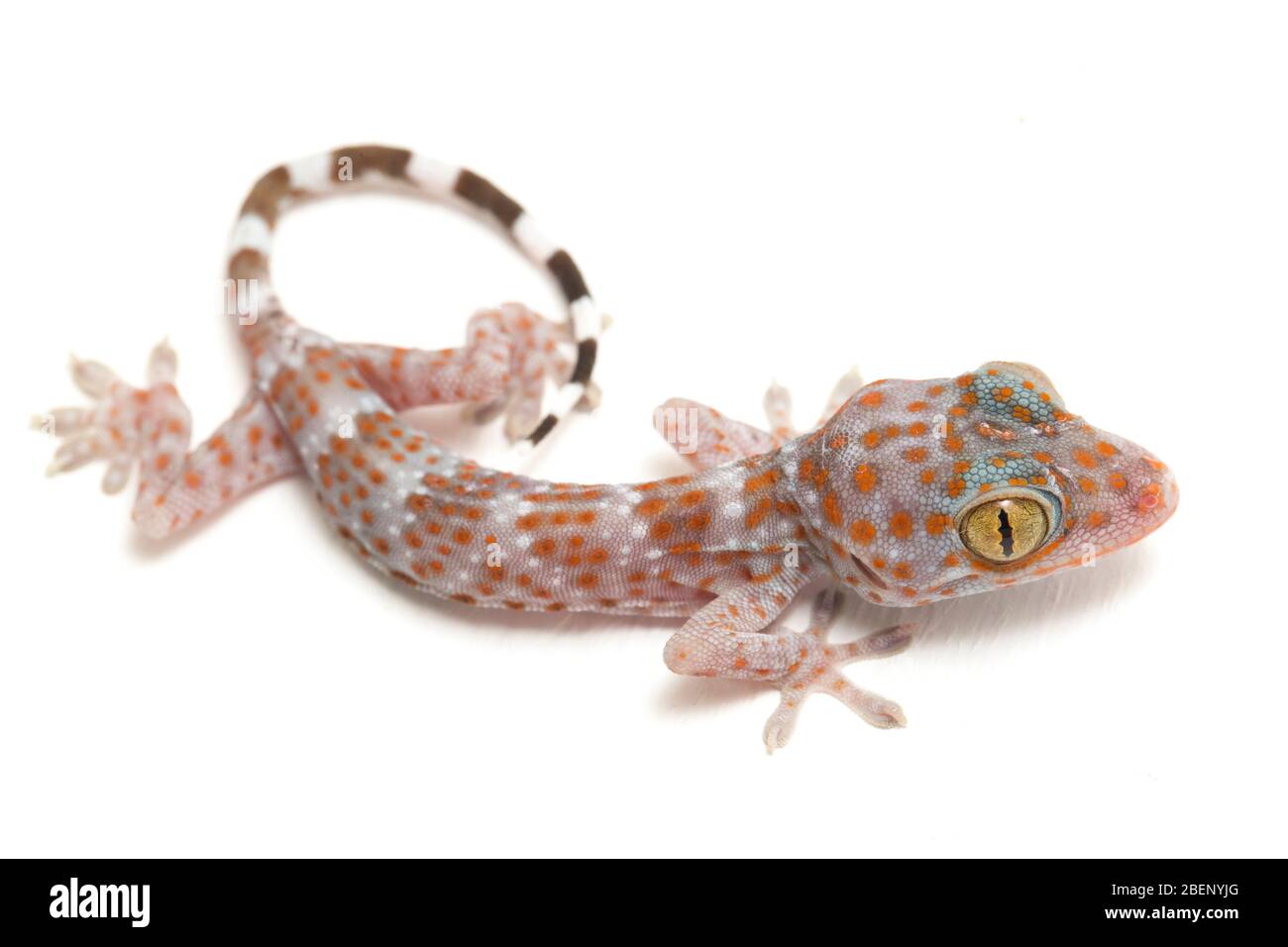 Tokay Gecko (Gekko gecko) isolated on white background Stock Photo - Alamy