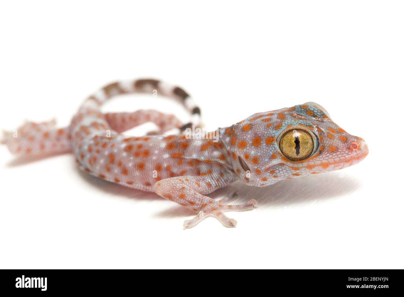 Tokay Gecko (Gekko gecko) isolated on white background Stock Photo - Alamy