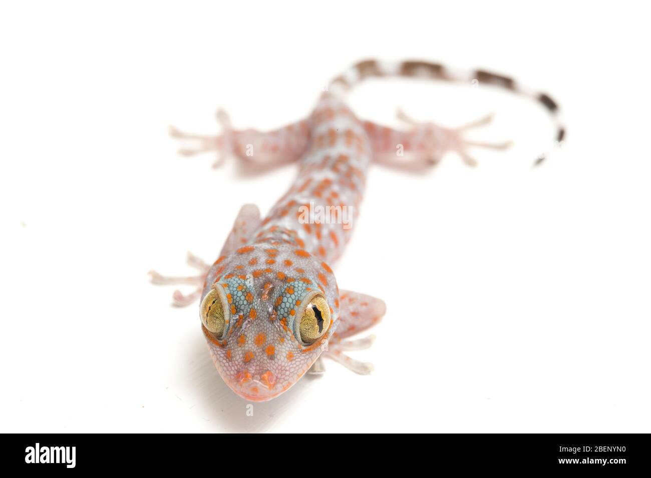 Tokay Gecko (Gekko gecko) isolated on white background Stock Photo - Alamy
