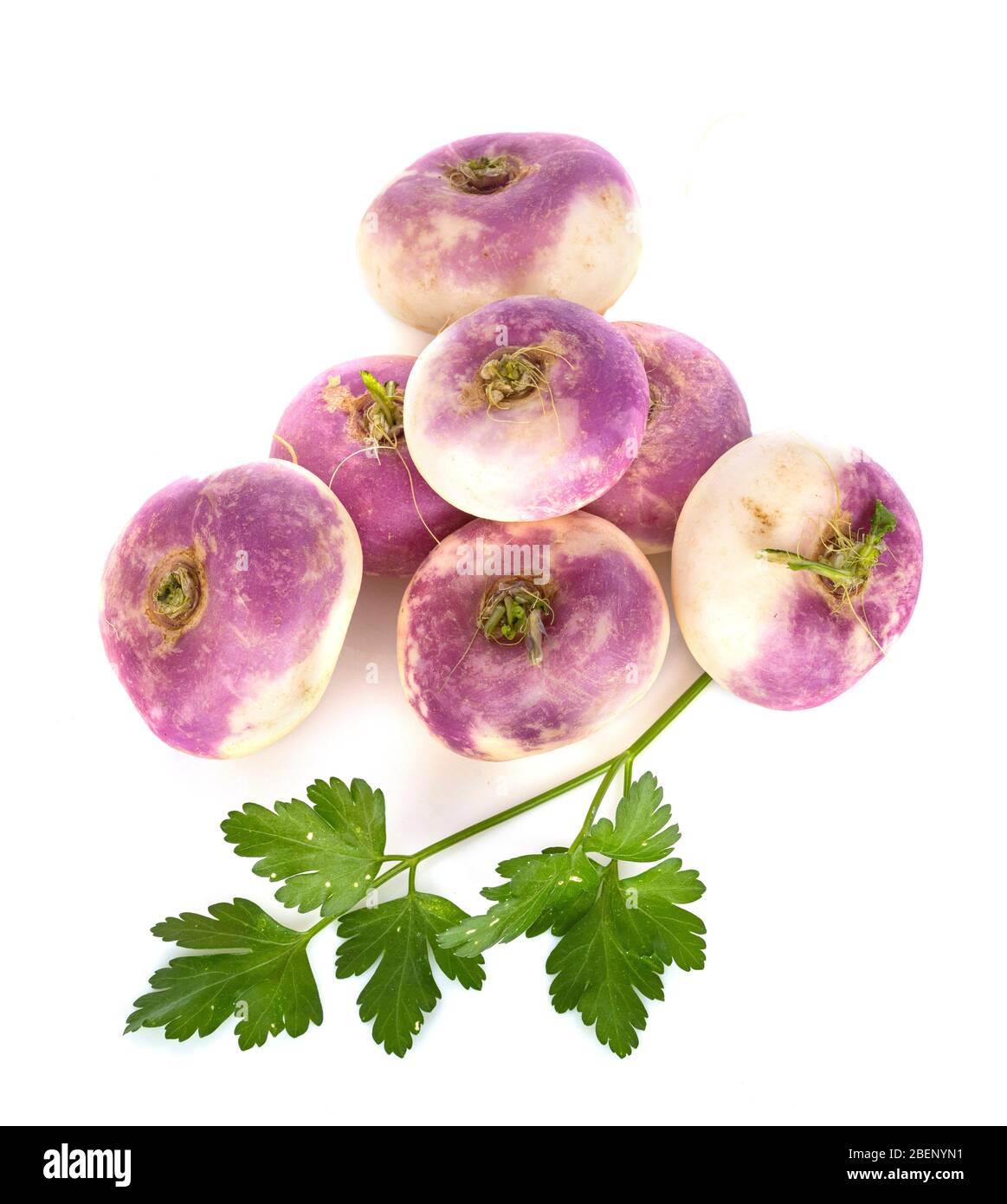 fresh turnip in front of white background Stock Photo - Alamy