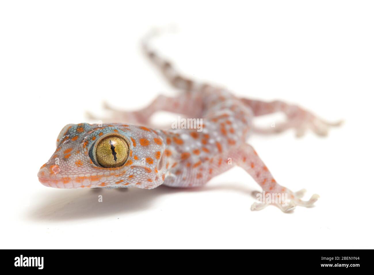 Tokay Gecko (Gekko gecko) isolated on white background Stock Photo - Alamy