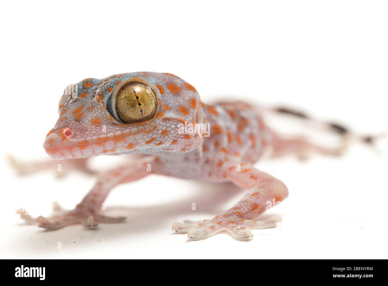 Tokay Gecko (Gekko gecko) isolated on white background Stock Photo - Alamy