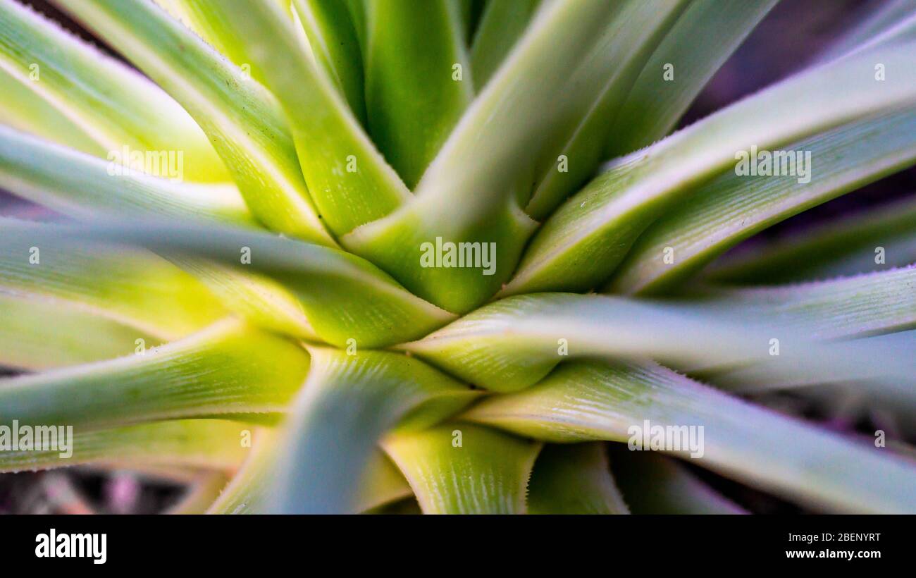 Closeup of Agave Stricta ( Hedgehog Agave) with beautiful rosette ...