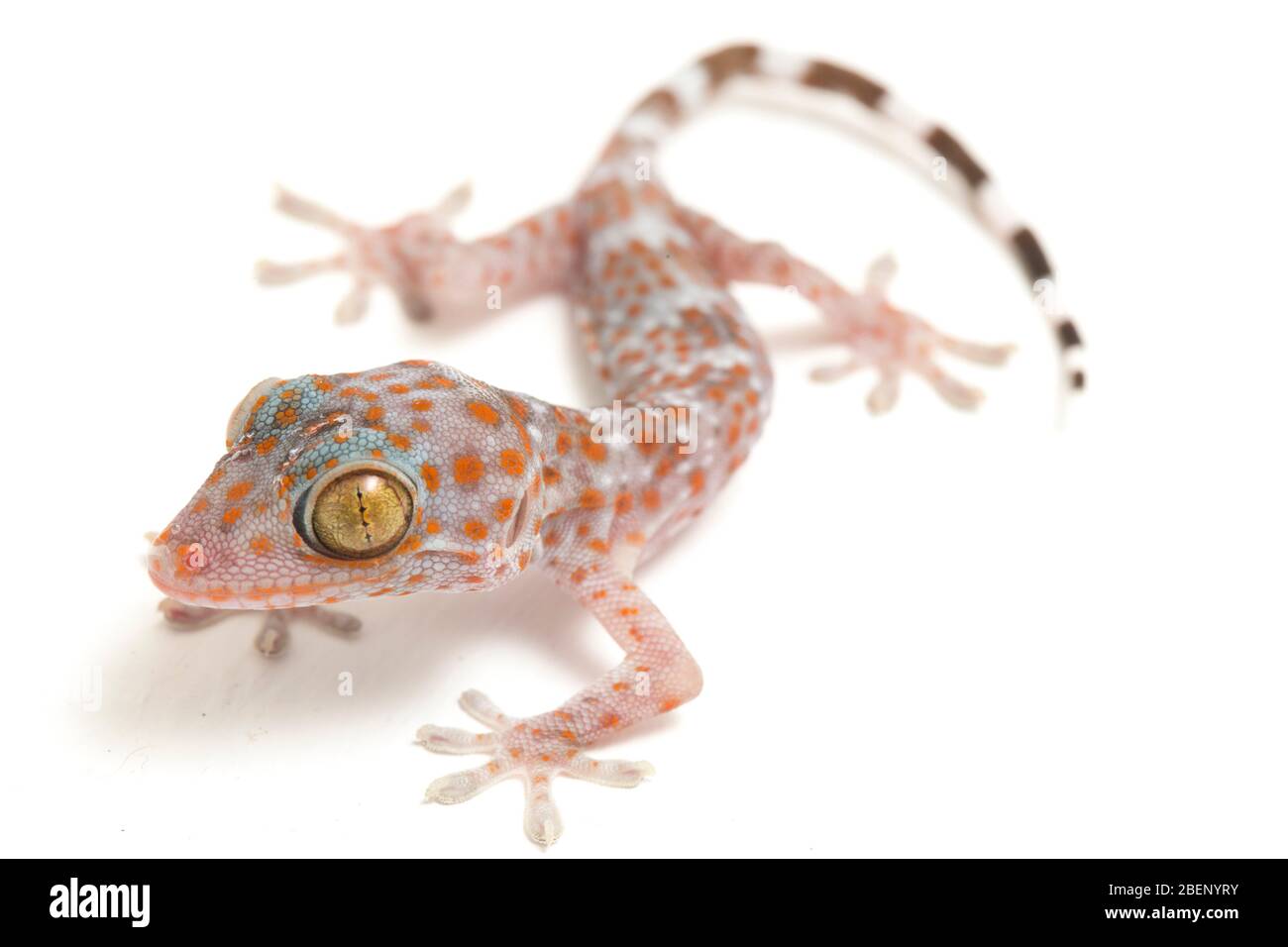 Tokay Gecko (Gekko gecko) isolated on white background Stock Photo - Alamy