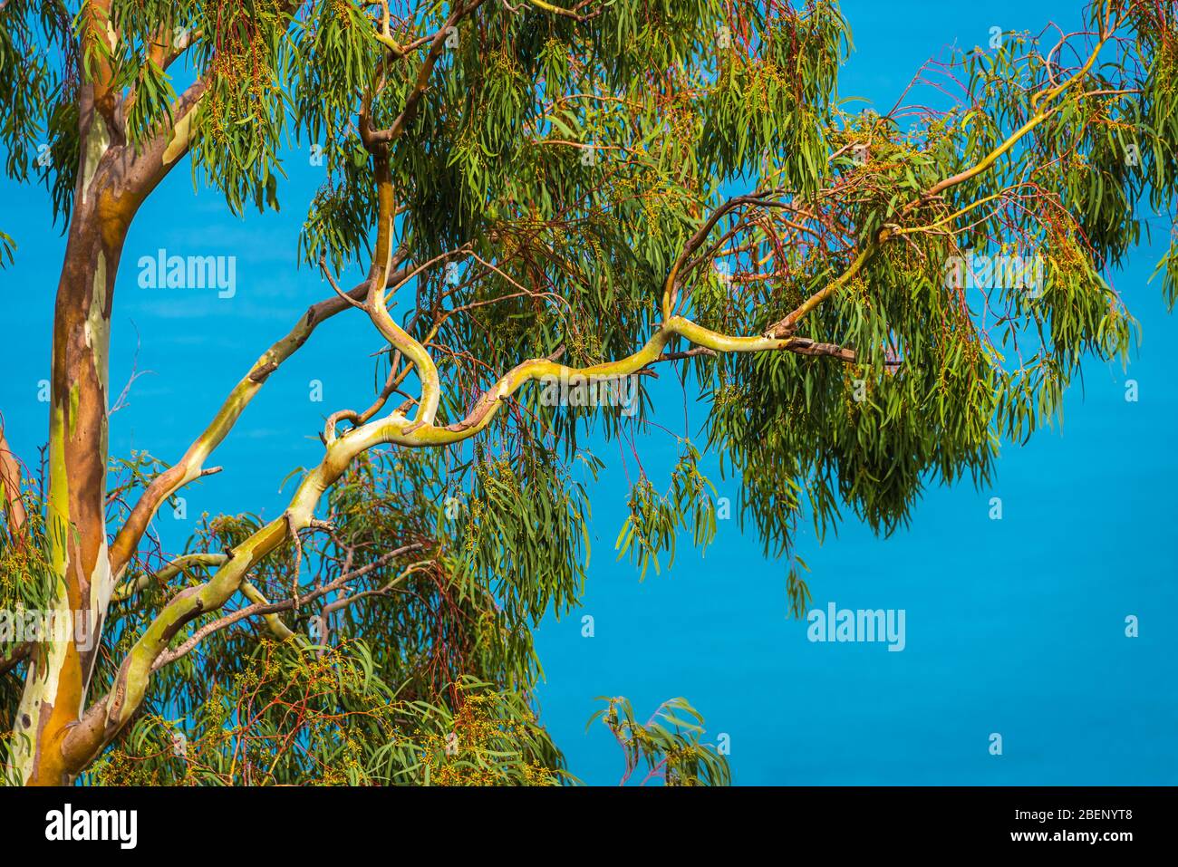 Eucalyptus tree Zingaro Nature Reserve, (Riserva naturale dello zingaro ...