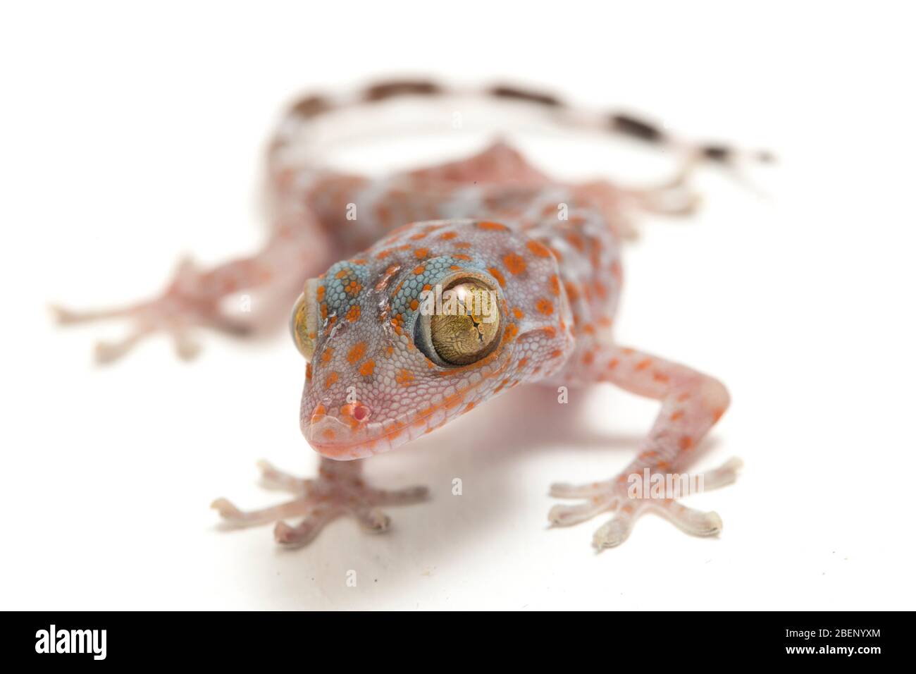 Tokay Gecko (Gekko gecko) isolated on white background Stock Photo - Alamy