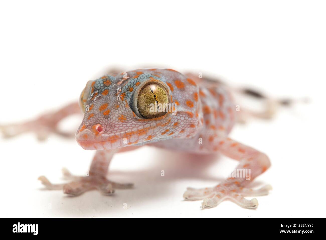 Tokay Gecko (Gekko gecko) isolated on white background Stock Photo - Alamy