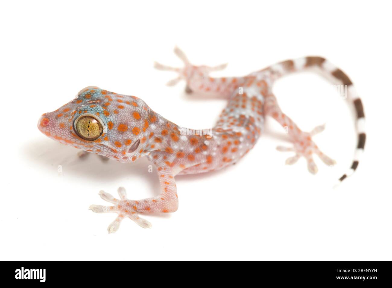 Tokay Gecko (Gekko gecko) isolated on white background Stock Photo - Alamy