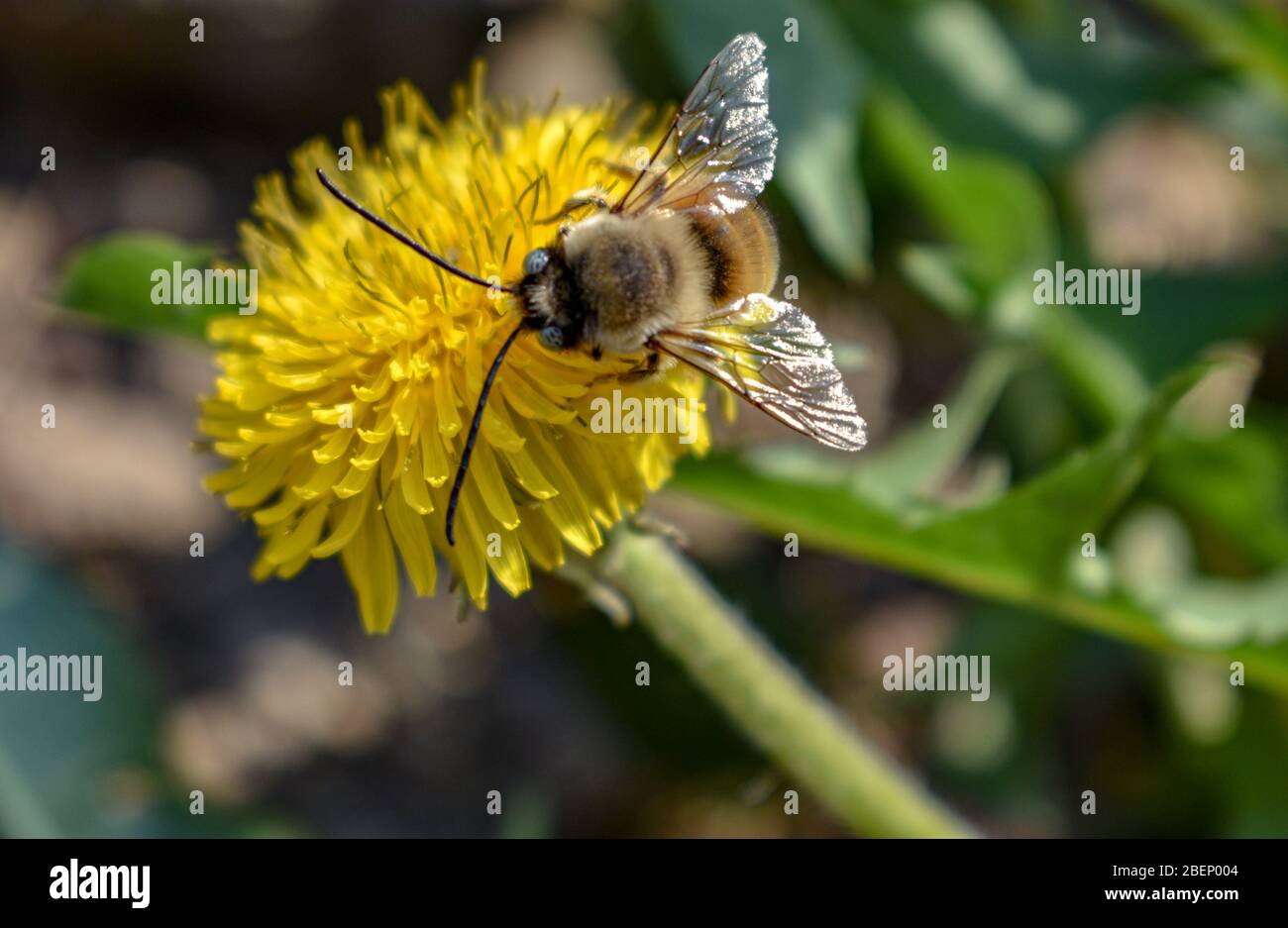 bee collects nectar on a dandelion, yellow dandelion, flower, green ...