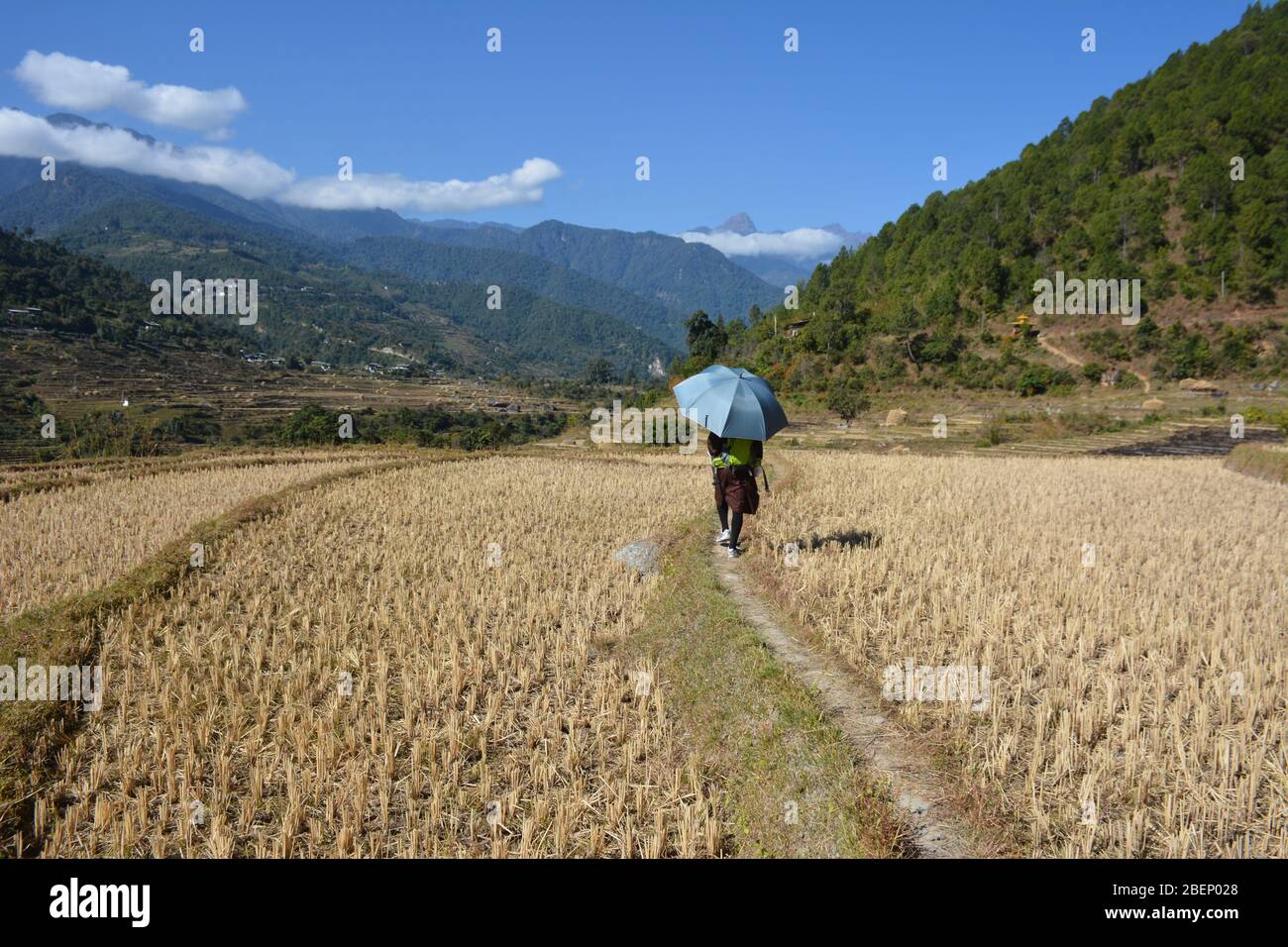 Walking through traditional farmland north of Punakha, Bhutan Stock ...