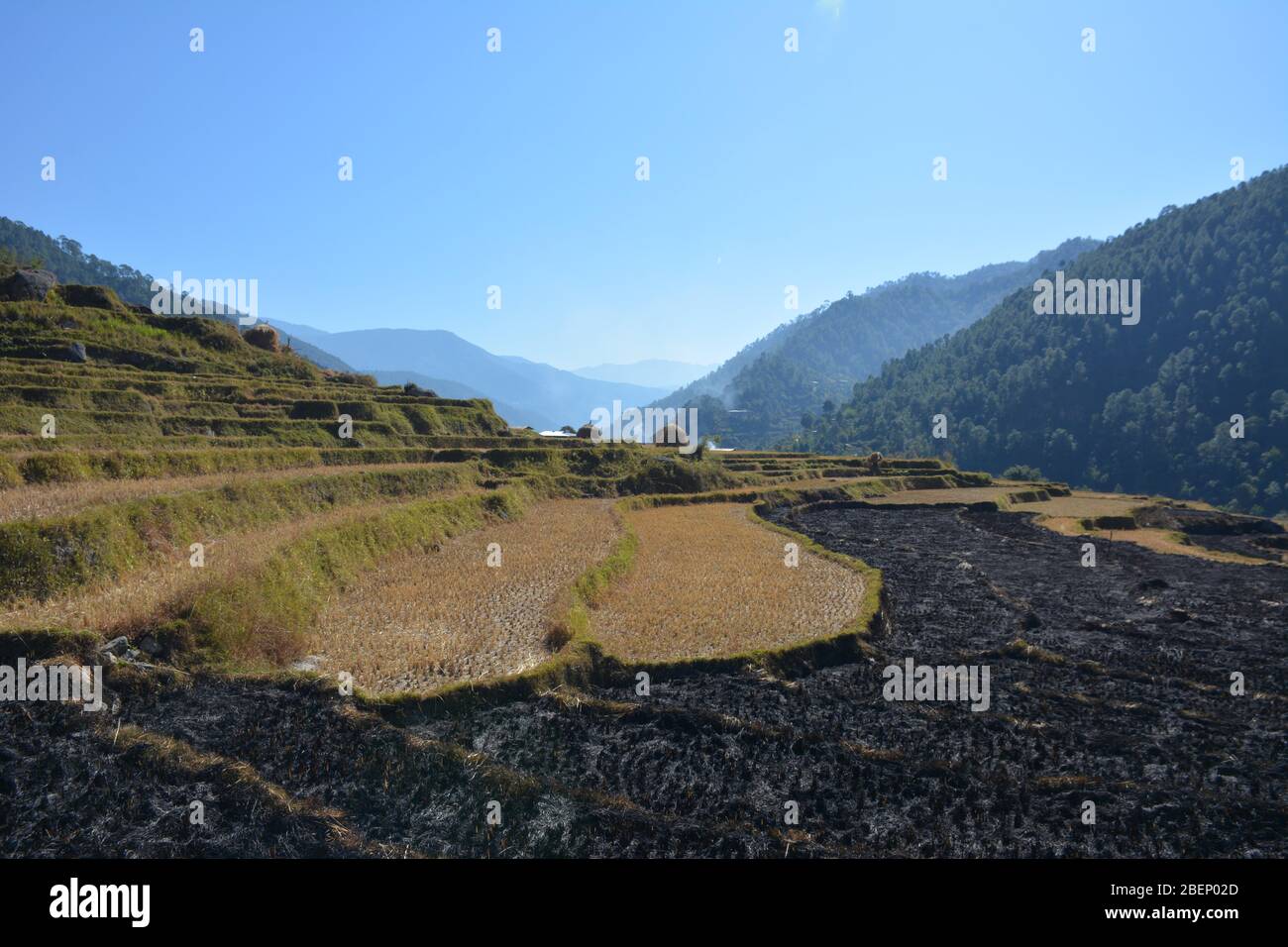 Traditional farmland north of Punakha, Bhutan Stock Photo - Alamy