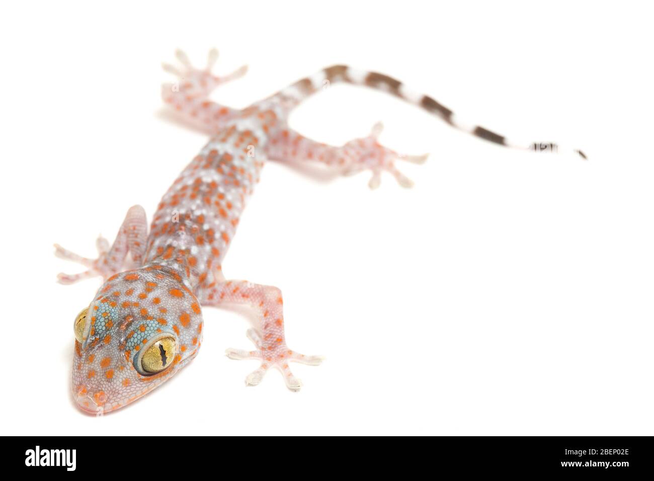 Tokay Gecko (Gekko gecko) isolated on white background Stock Photo - Alamy