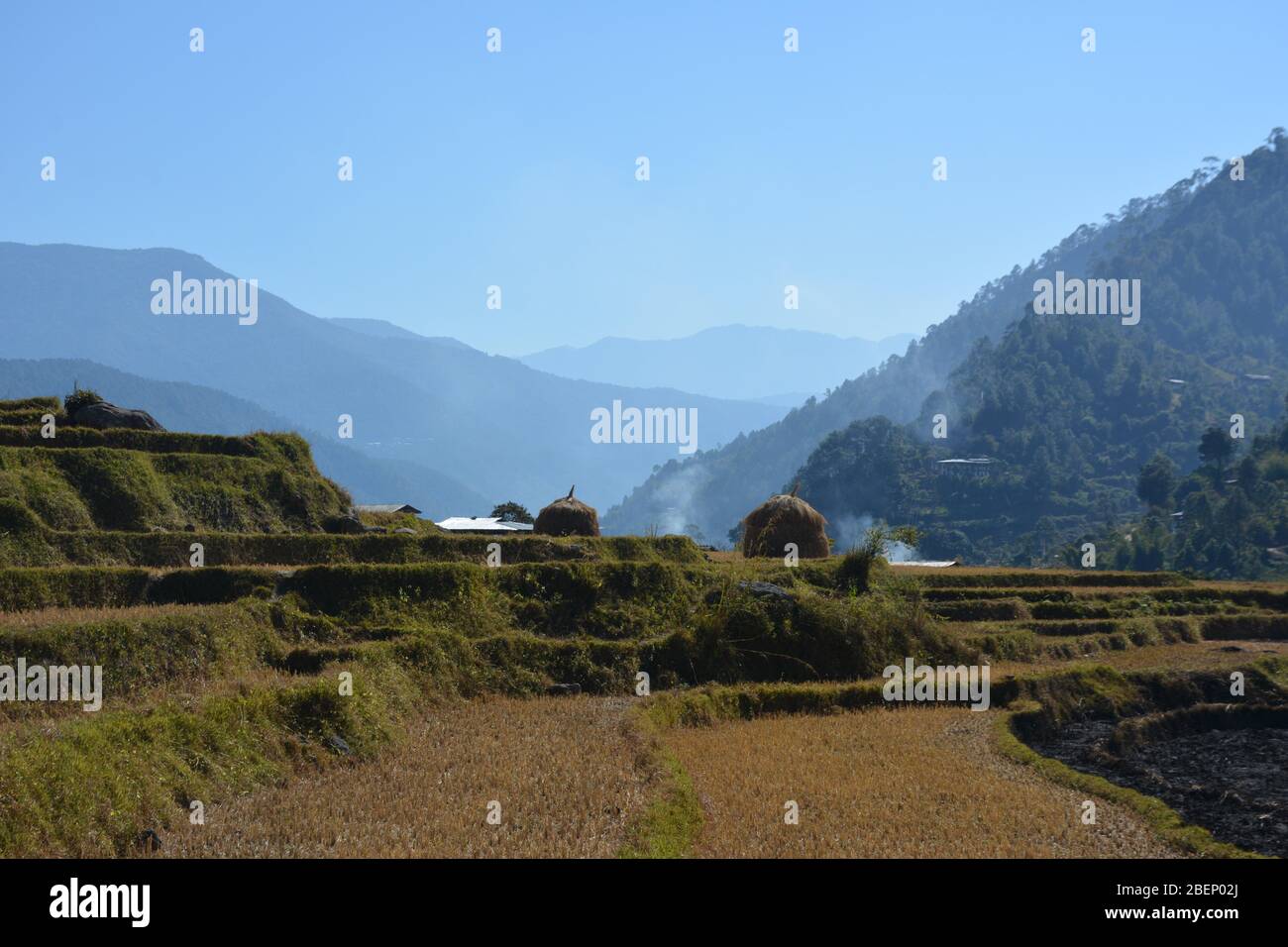 Traditional farmland north of Punakha, Bhutan Stock Photo - Alamy