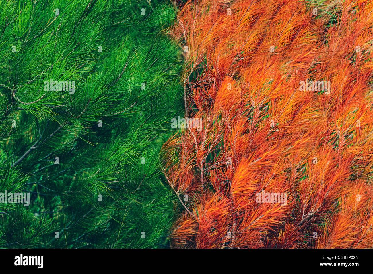 Faded pine tree turned into red at Zingaro Nature Reserve, San Vito Lo ...