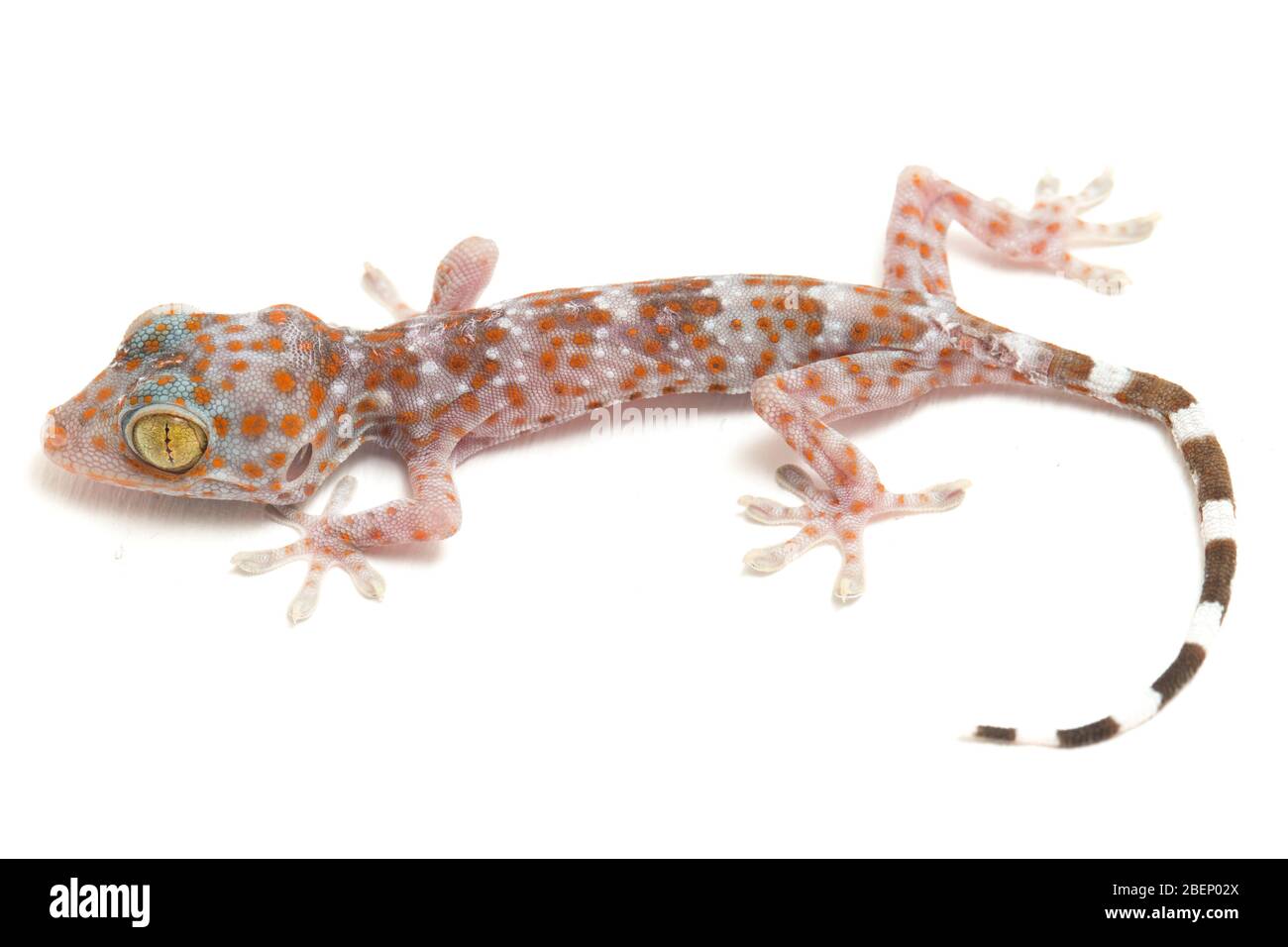 Tokay Gecko (Gekko gecko) isolated on white background Stock Photo - Alamy