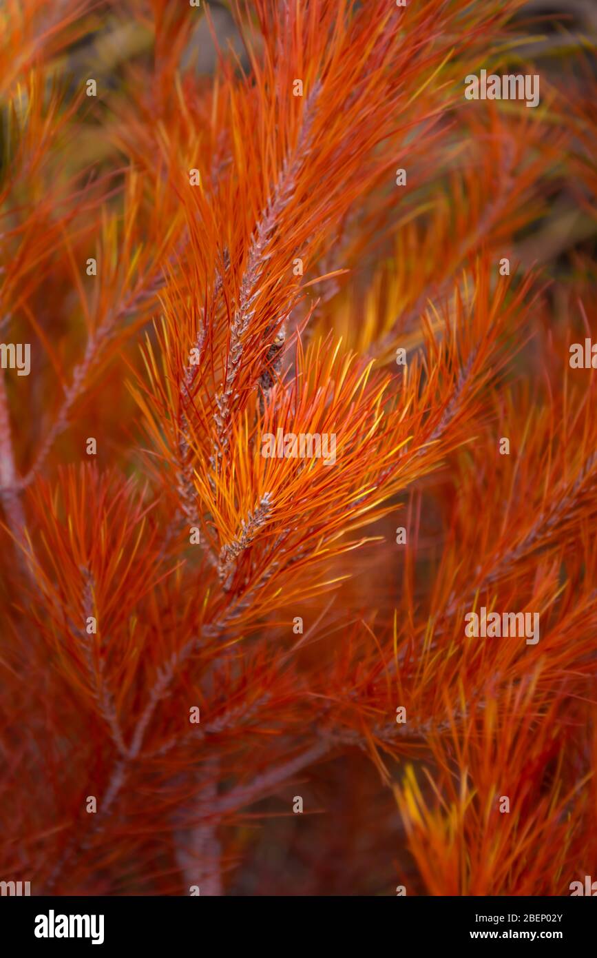 Faded pine tree turned into red at Zingaro Nature Reserve, San Vito Lo ...