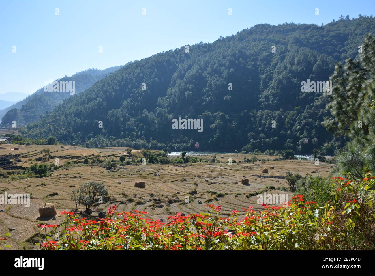 Traditional farmland north of Punakha, Bhutan Stock Photo - Alamy