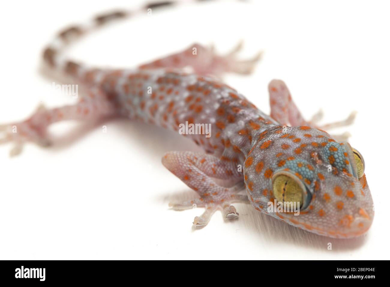 Tokay Gecko (Gekko gecko) isolated on white background Stock Photo - Alamy