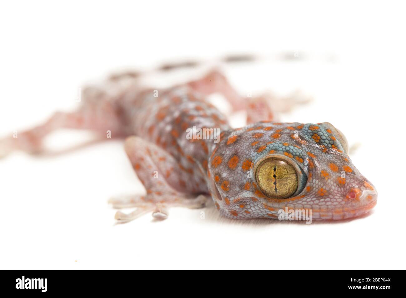 Tokay Gecko (Gekko gecko) isolated on white background Stock Photo - Alamy