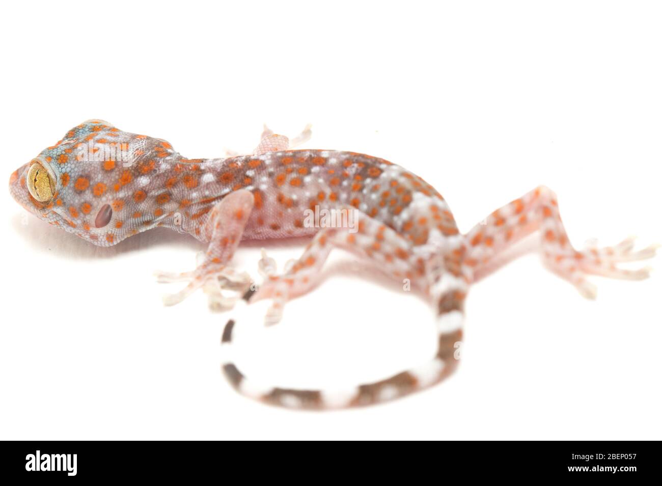 Tokay Gecko (Gekko gecko) isolated on white background Stock Photo - Alamy
