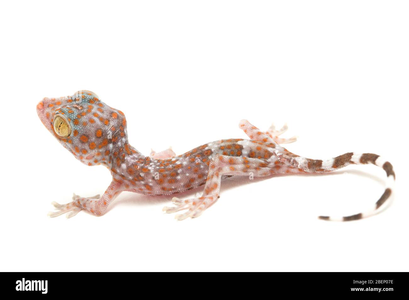 Tokay Gecko (Gekko gecko) isolated on white background Stock Photo - Alamy