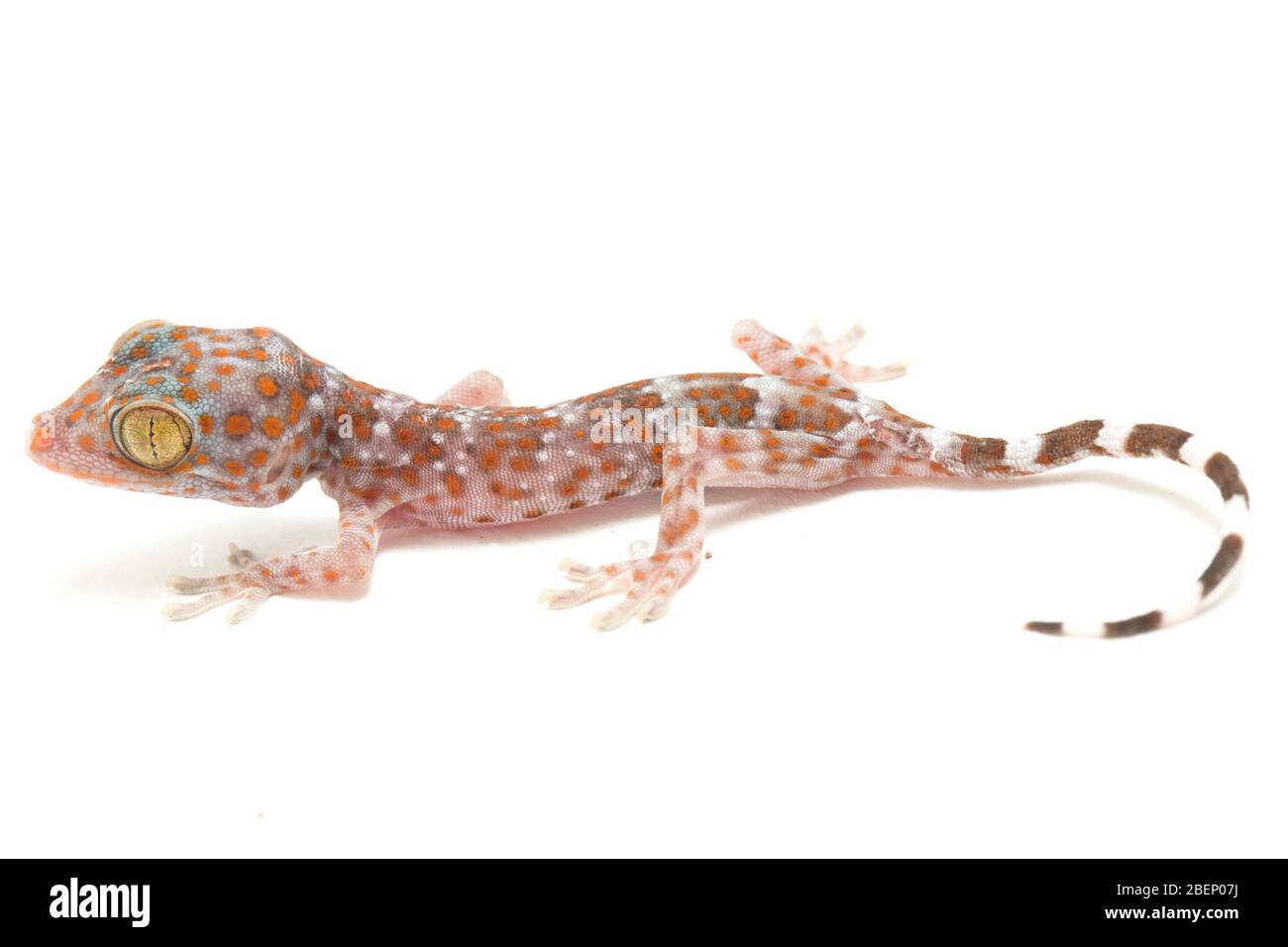 Tokay Gecko (Gekko gecko) isolated on white background Stock Photo - Alamy
