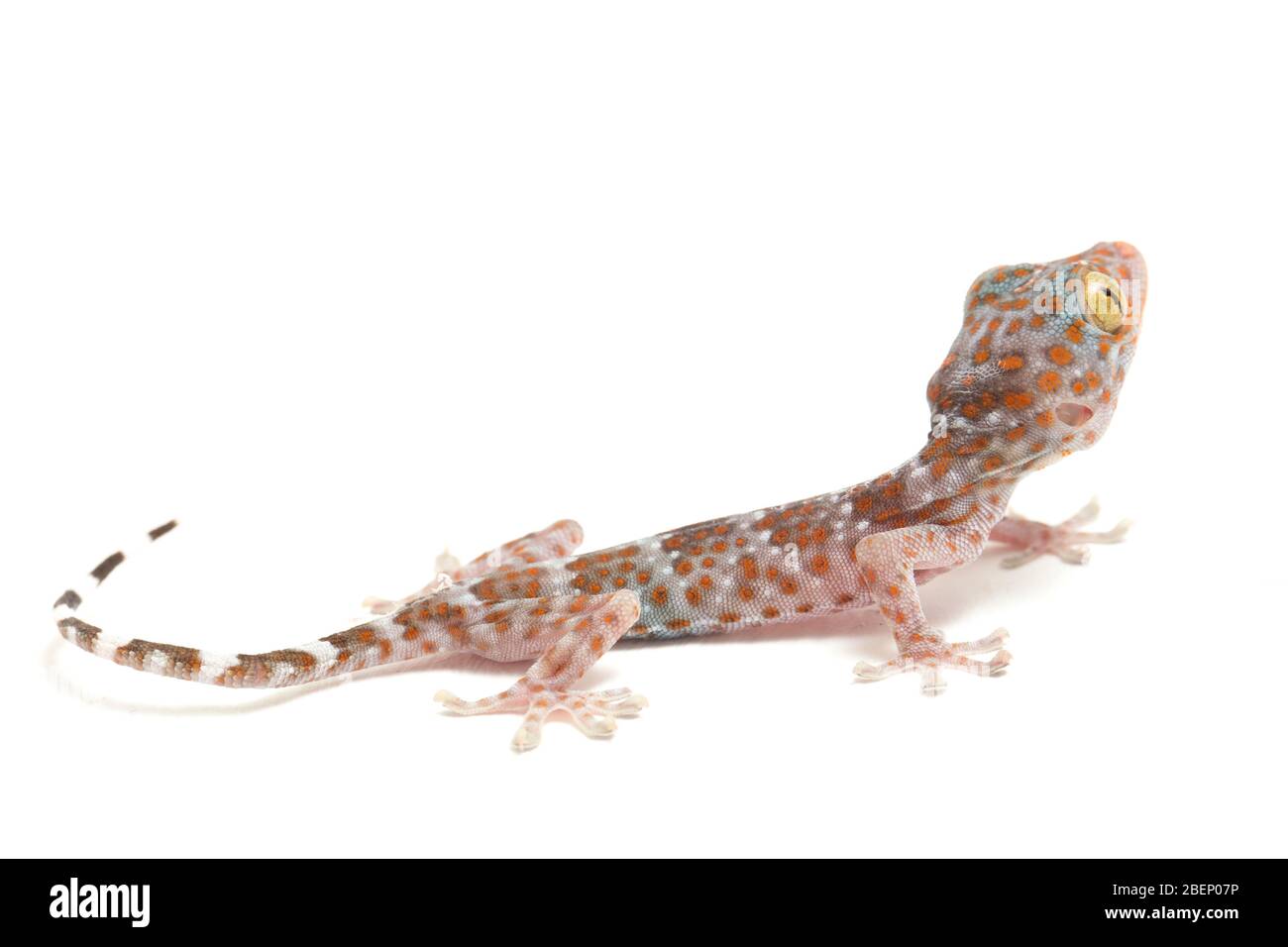 Tokay Gecko (Gekko gecko) isolated on white background Stock Photo - Alamy
