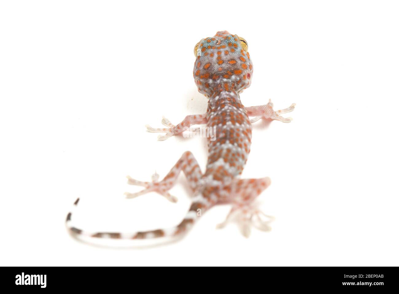 Tokay Gecko (Gekko gecko) isolated on white background Stock Photo - Alamy