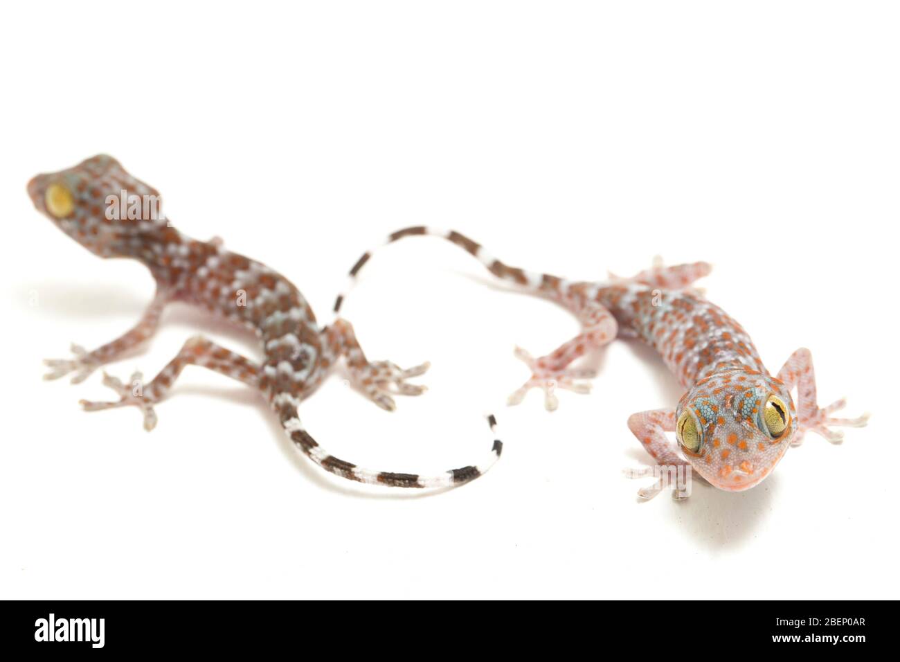 Tokay Gecko (Gekko gecko) isolated on white background Stock Photo - Alamy
