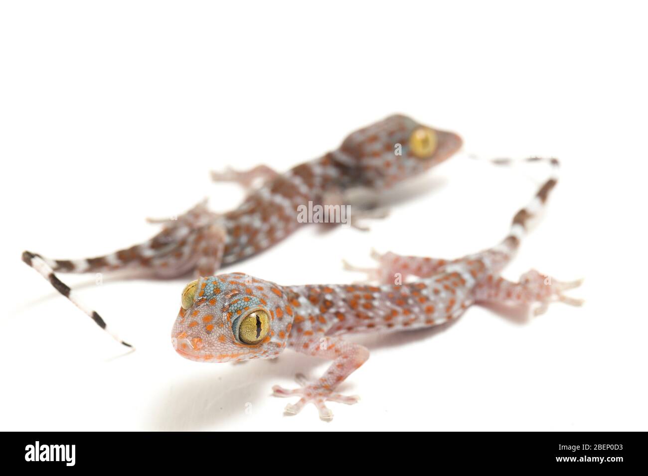 Tokay Gecko (Gekko gecko) isolated on white background Stock Photo - Alamy