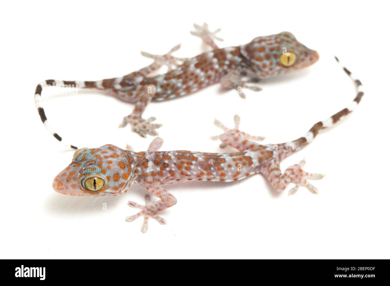 Tokay Gecko (Gekko gecko) isolated on white background Stock Photo - Alamy