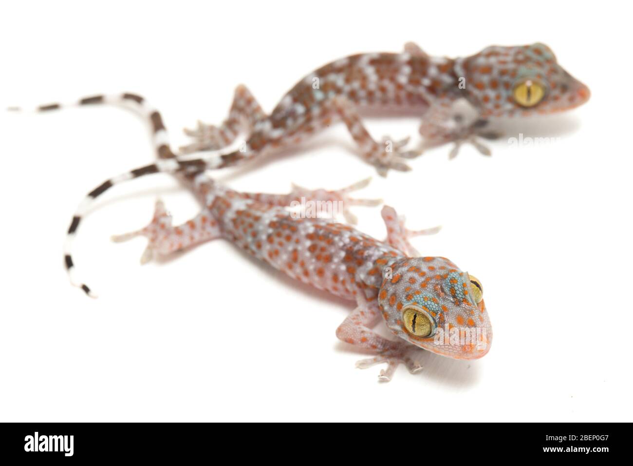 Tokay Gecko (Gekko gecko) isolated on white background Stock Photo - Alamy