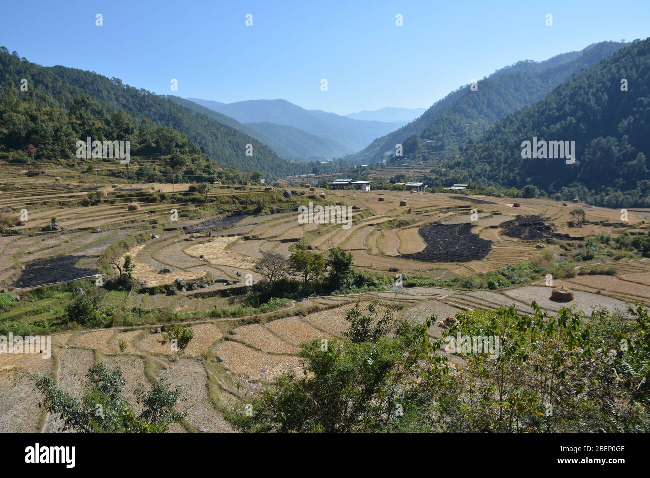 Traditional farmland north of Punakha, Bhutan Stock Photo - Alamy