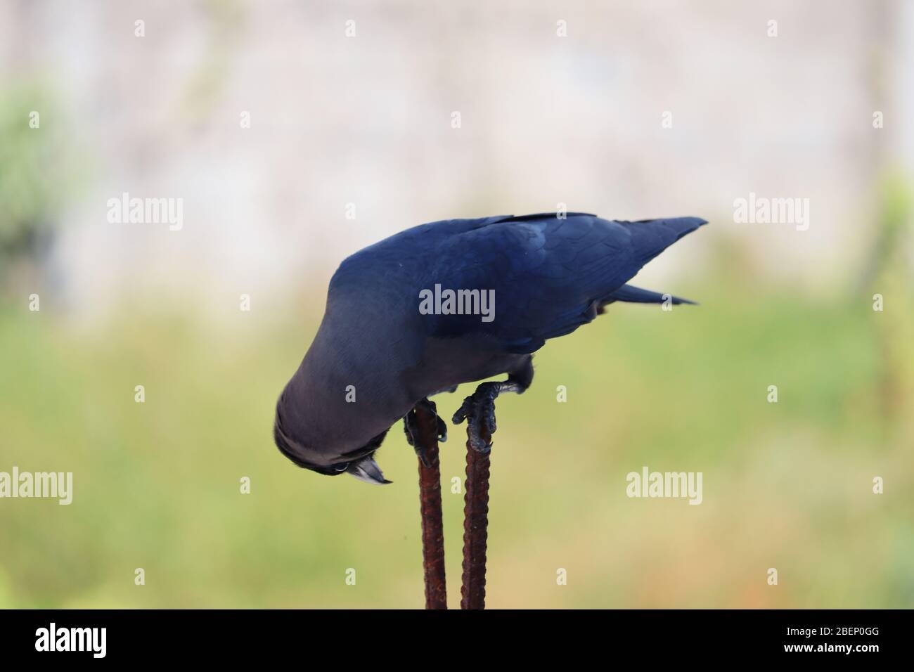 Raven looking down hi-res stock photography and images - Alamy