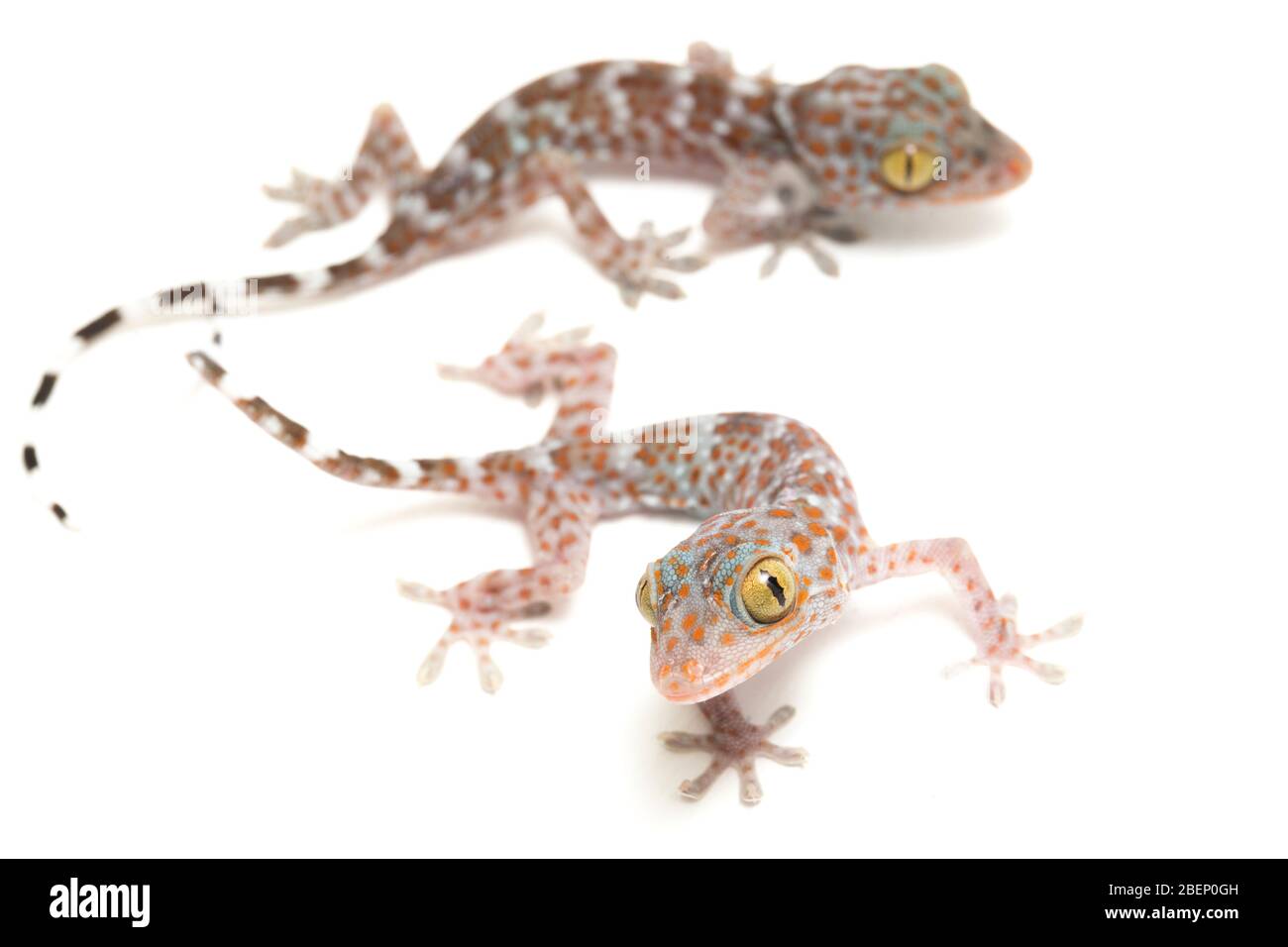 Tokay Gecko (Gekko gecko) isolated on white background Stock Photo - Alamy