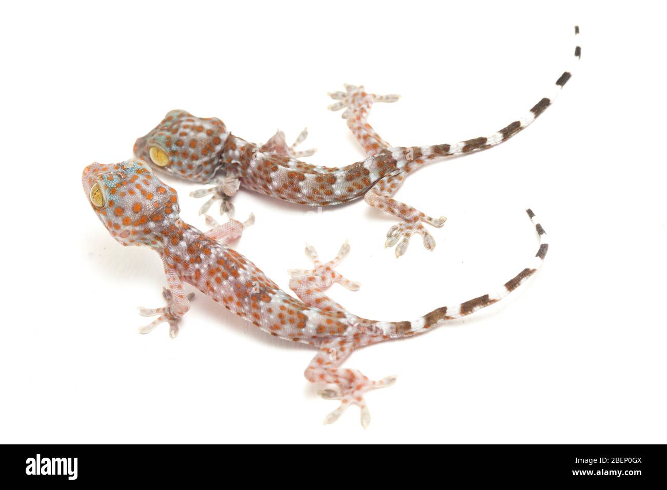 Tokay Gecko (Gekko gecko) isolated on white background Stock Photo - Alamy