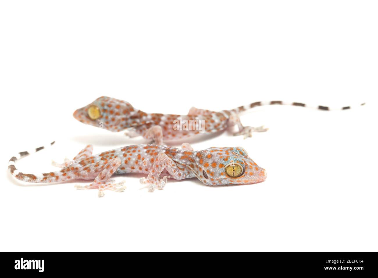 Tokay Gecko (Gekko gecko) isolated on white background Stock Photo - Alamy