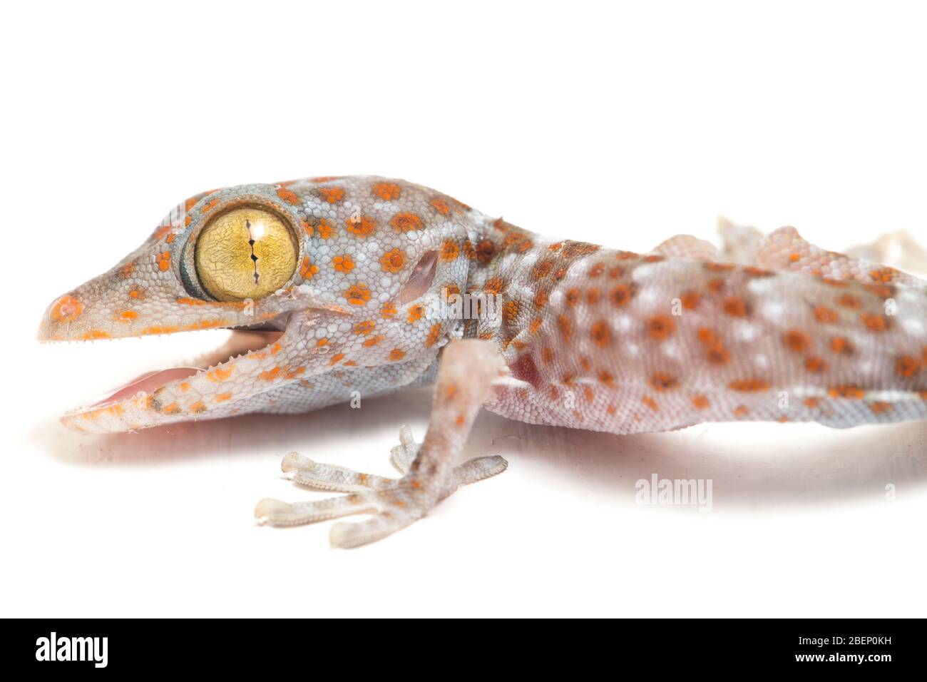 Tokay Gecko (Gekko gecko) isolated on white background Stock Photo - Alamy