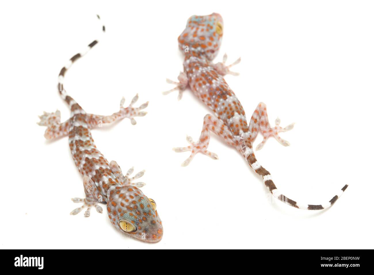 Tokay Gecko (Gekko gecko) isolated on white background Stock Photo - Alamy