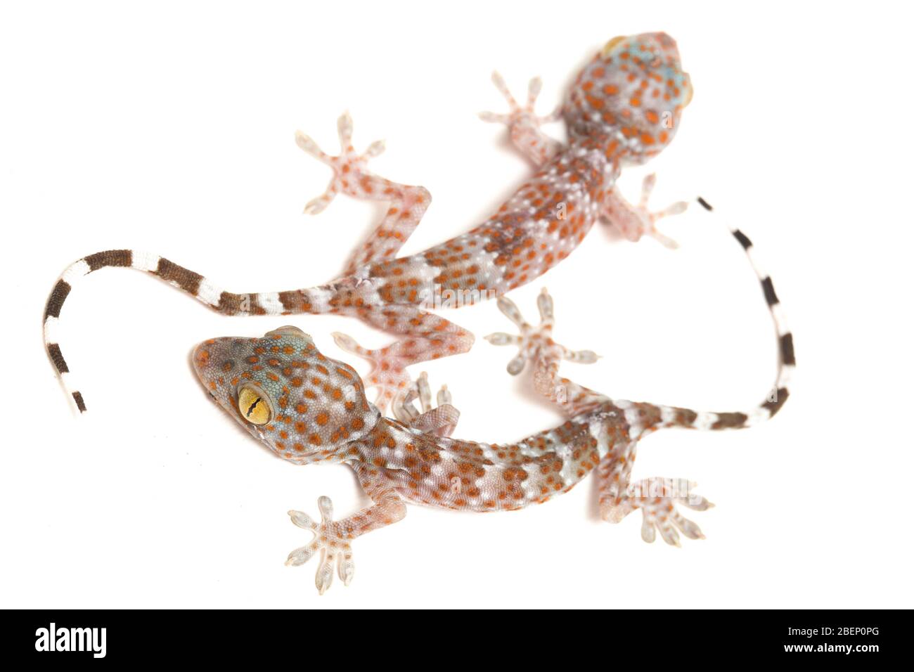 Tokay Gecko (Gekko gecko) isolated on white background Stock Photo - Alamy
