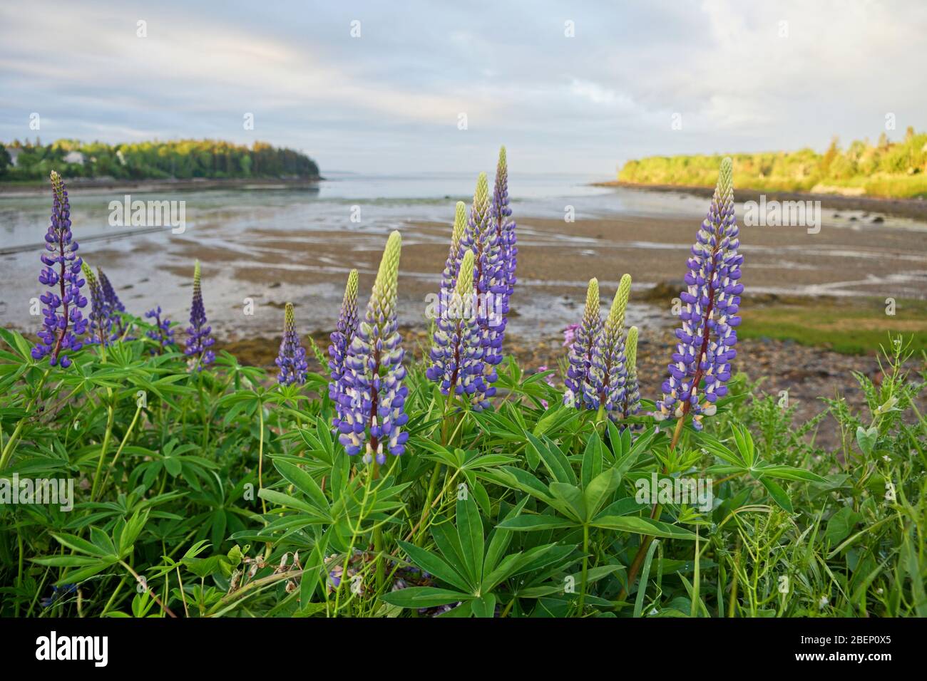 Lupine Maine High Resolution Stock Photography and Images - Alamy