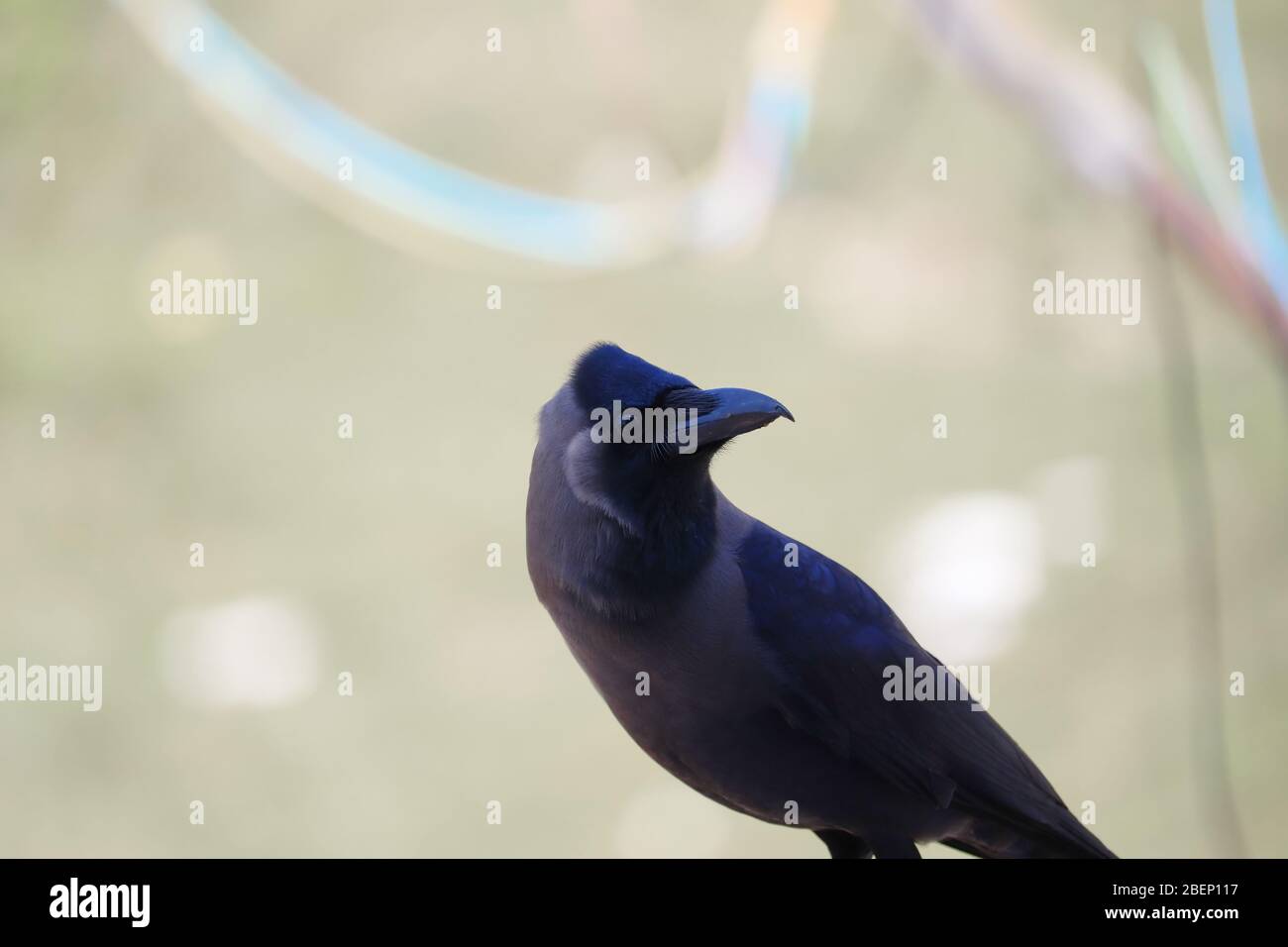 Indian jungle crow hi-res stock photography and images - Alamy