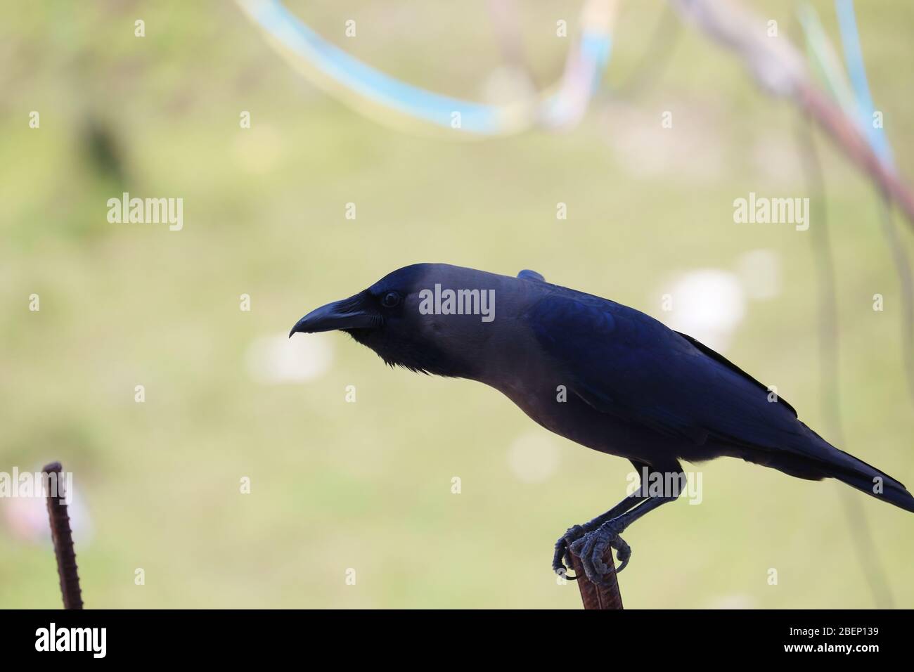 side view of indian house crow perching iron pole in summer time , bird ...