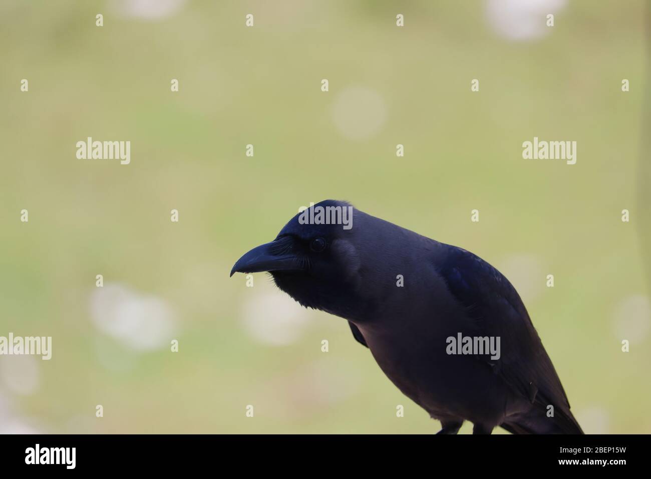 close up of grey necked crow ( house crow) on blurred background, bird ...