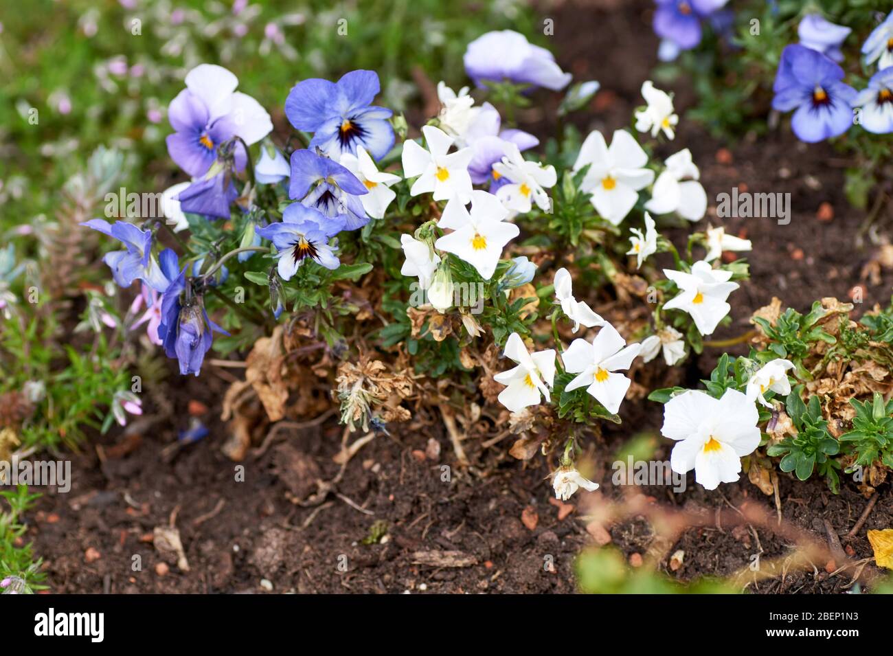 Colorful spring viola cornuta photographed in the garden Stock Photo ...